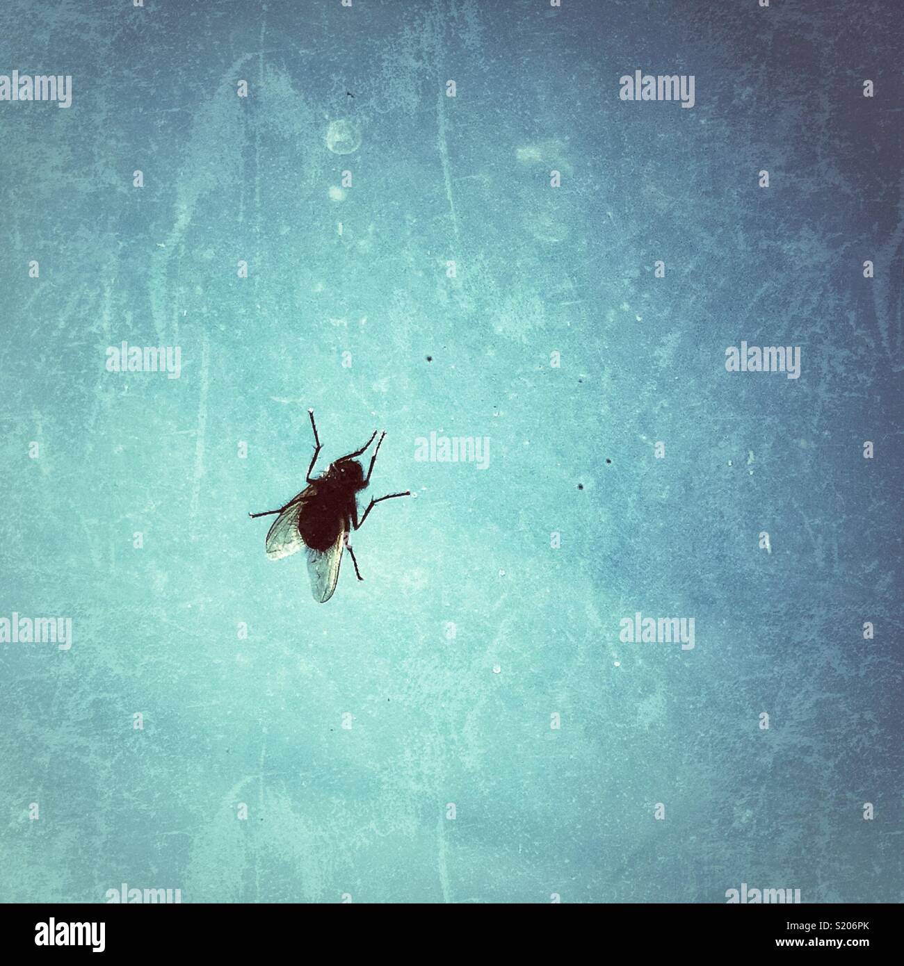 House fly window hi-res stock photography and images - Alamy