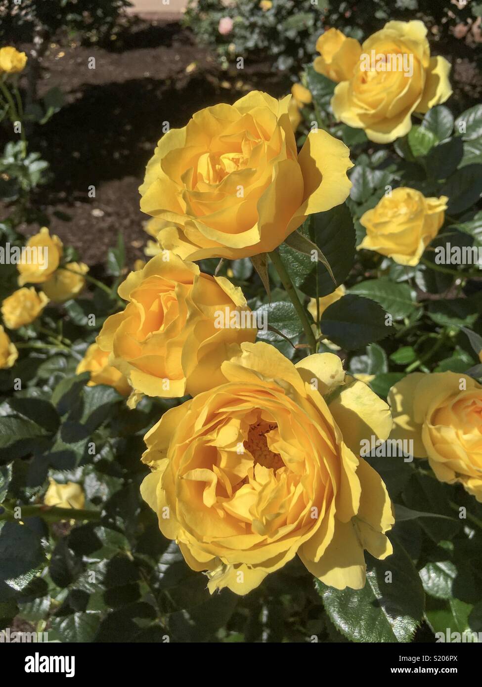 Yellow Rose bush Stock Photo - Alamy