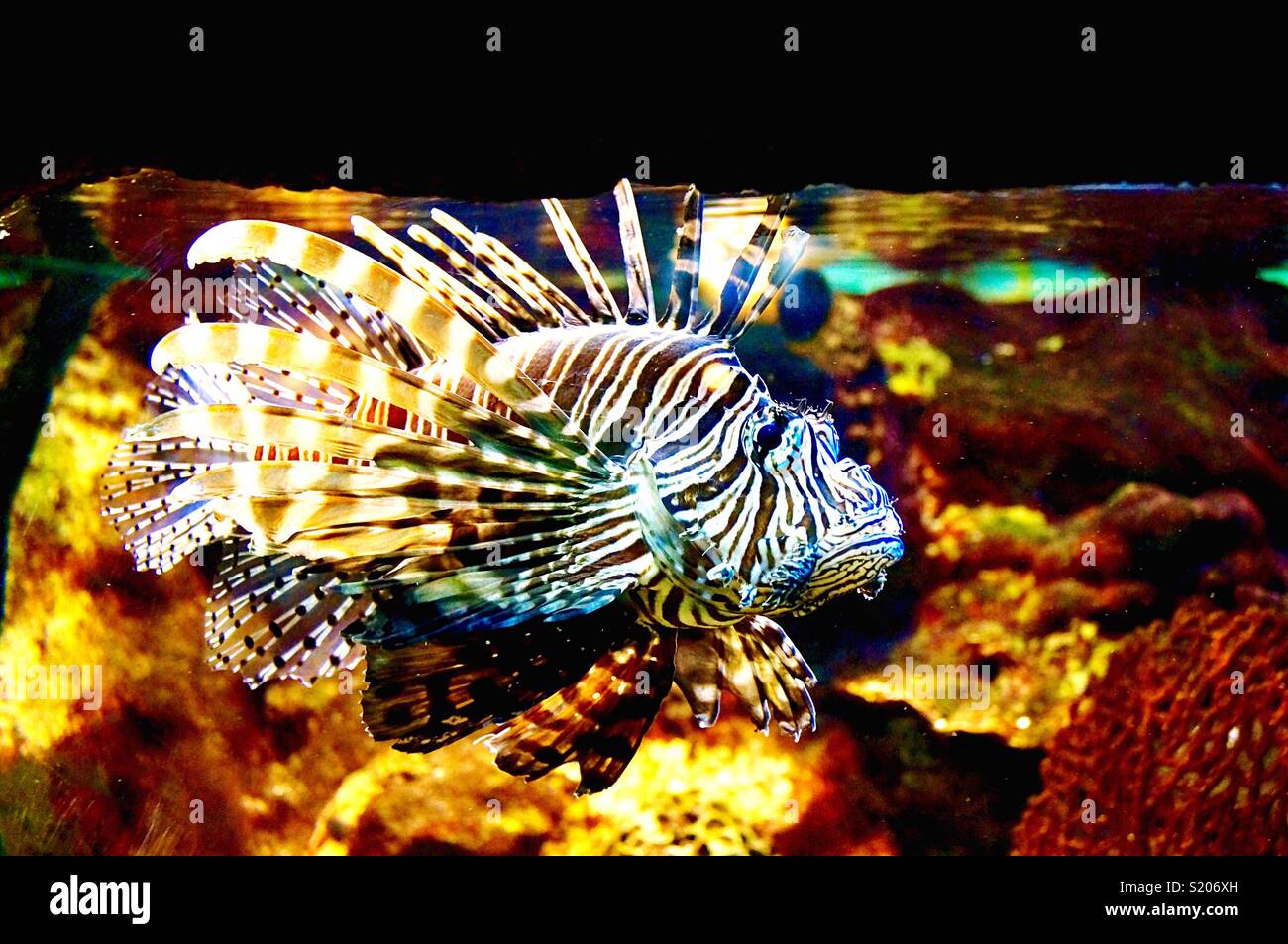 Prickly fish hi-res stock photography and images - Alamy