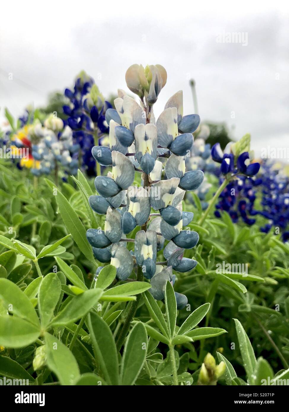 Bluebonnet lupine hi-res stock photography and images - Alamy