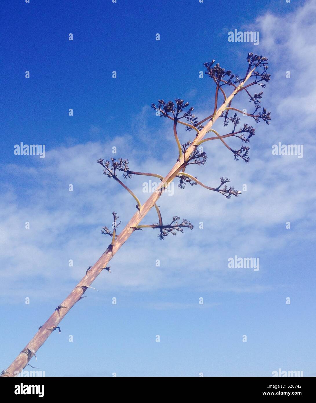 Wind blown tree hi-res stock photography and images - Alamy