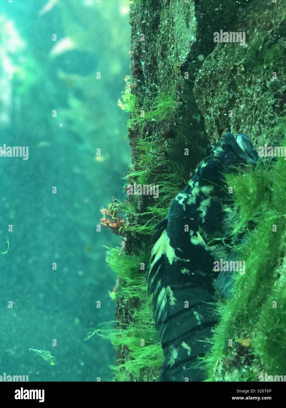 Vertical fish hi-res stock photography and images - Alamy