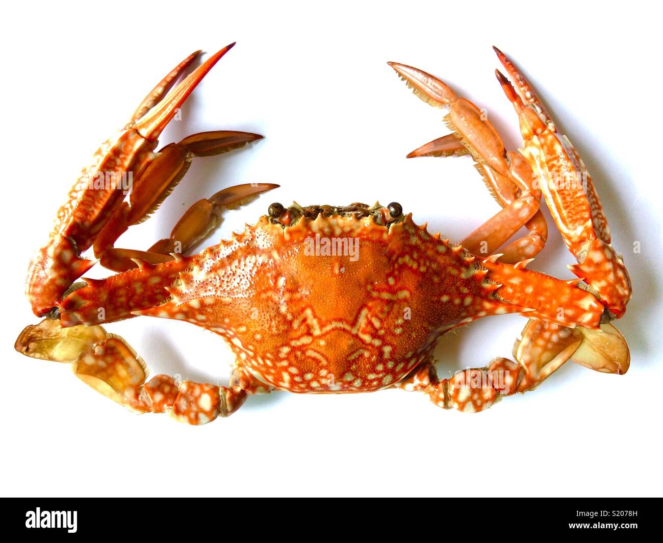 Crab isolated on white background leks wallpaper wall Stock Photo - Alamy