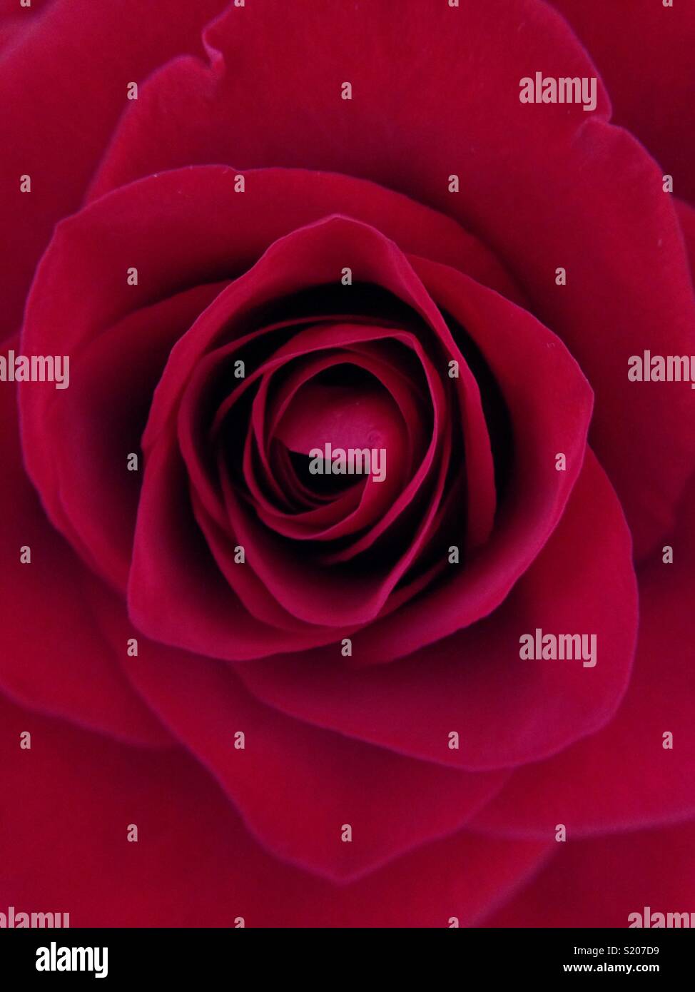 Rose design hi-res stock photography and images - Alamy