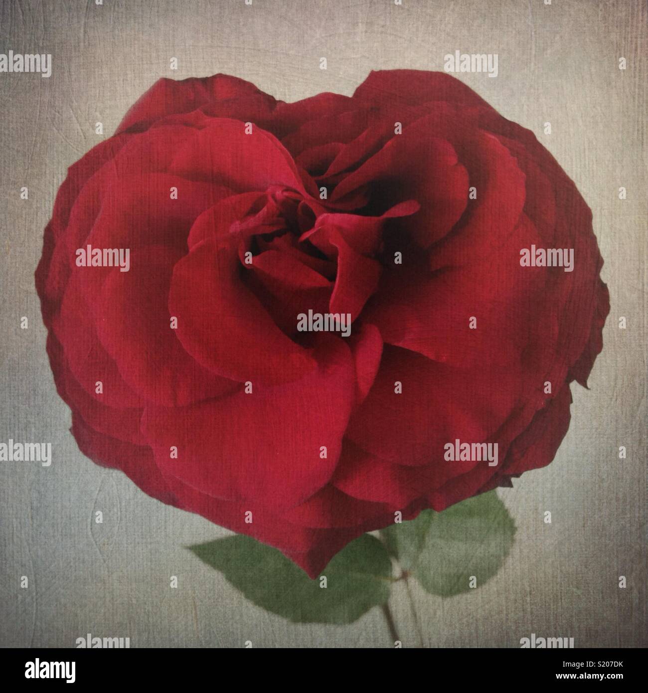 Red rose heart hi-res stock photography and images - Alamy