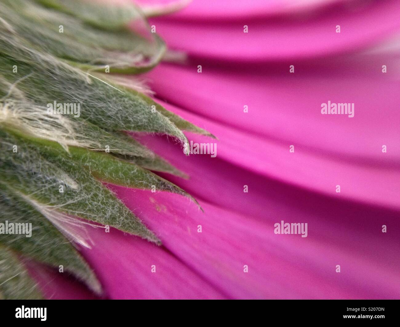 Underside daisy flower hi-res stock photography and images - Alamy