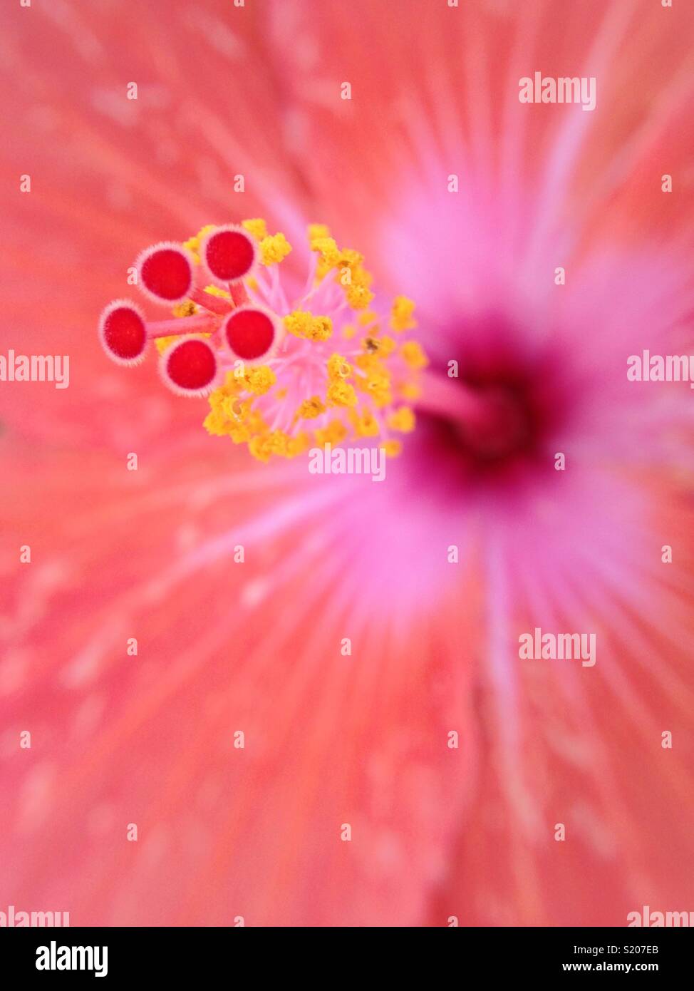 Coral hibiscus hi-res stock photography and images - Alamy