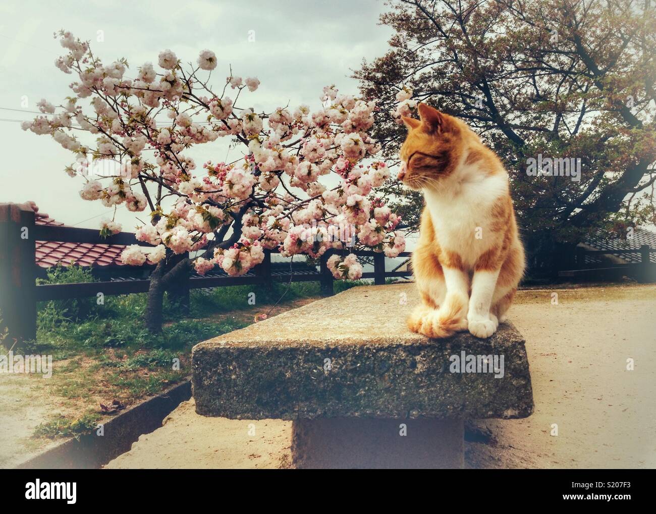 Senko hi-res stock photography and images - Alamy