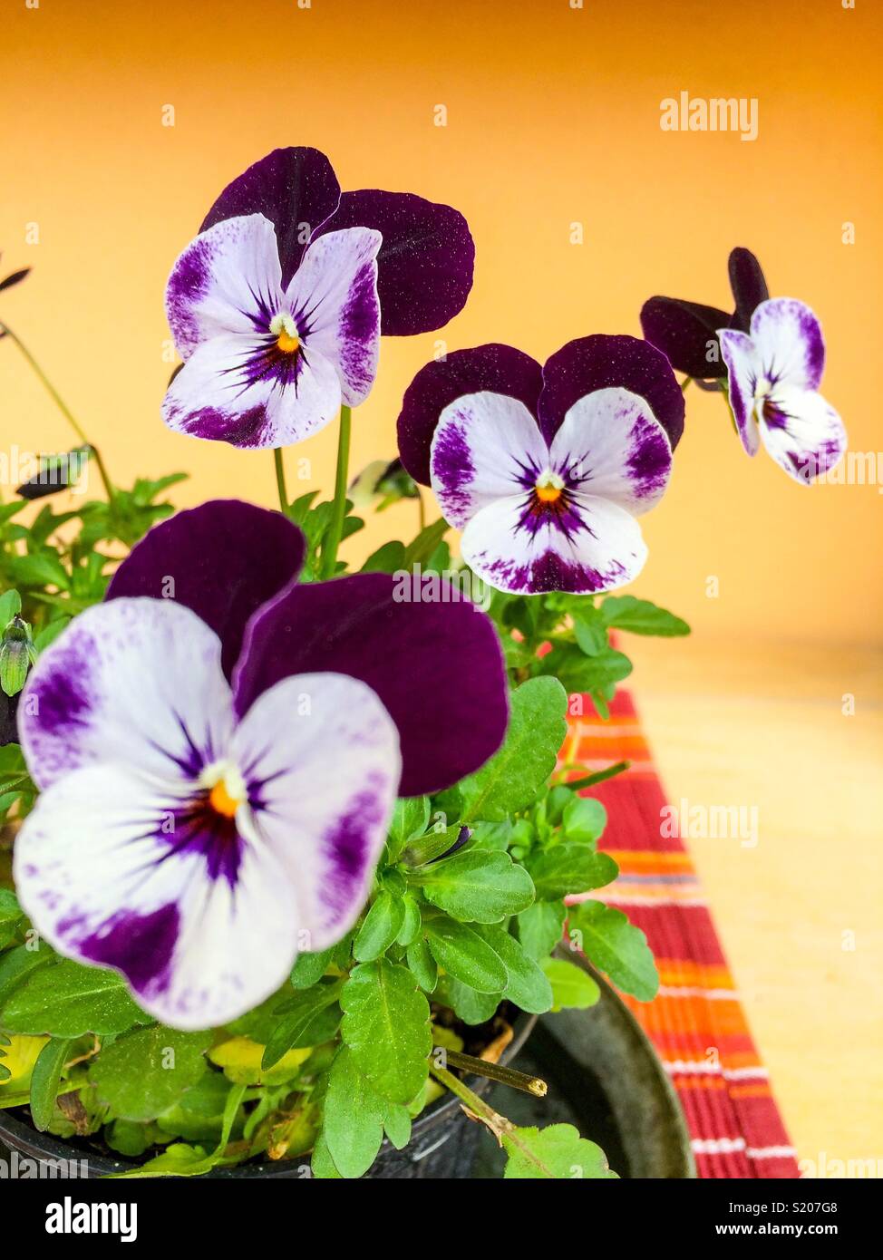 Spring colored hi-res stock photography and images - Alamy