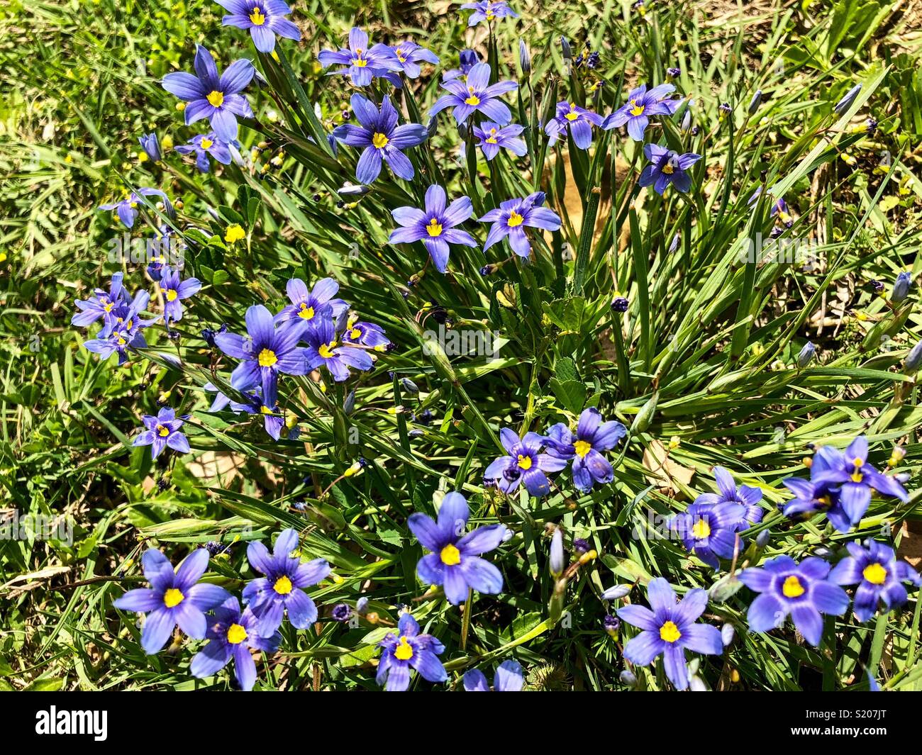 Purple patches hi-res stock photography and images - Alamy