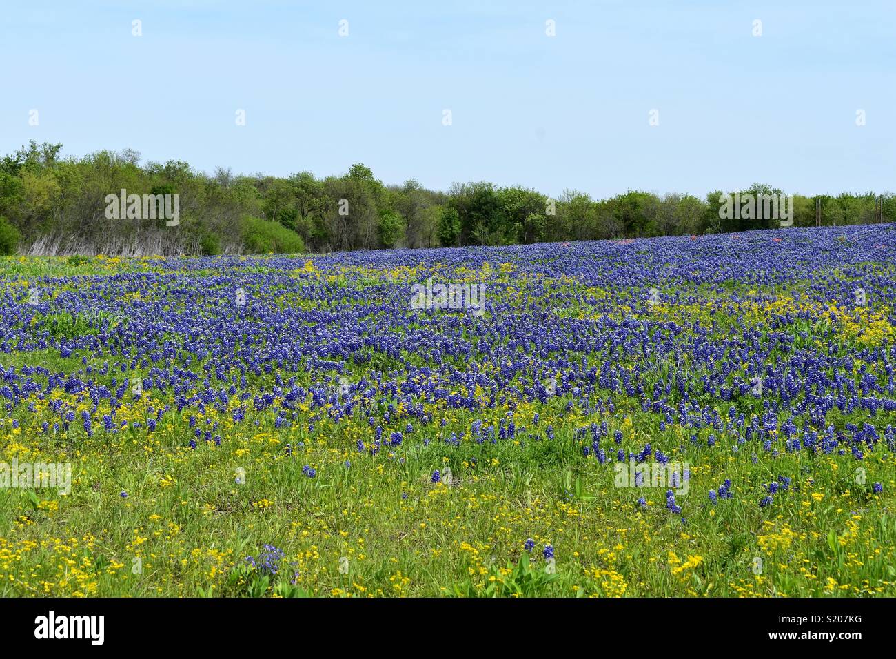 Ennis texas bluebonnet hi-res stock photography and images - Alamy
