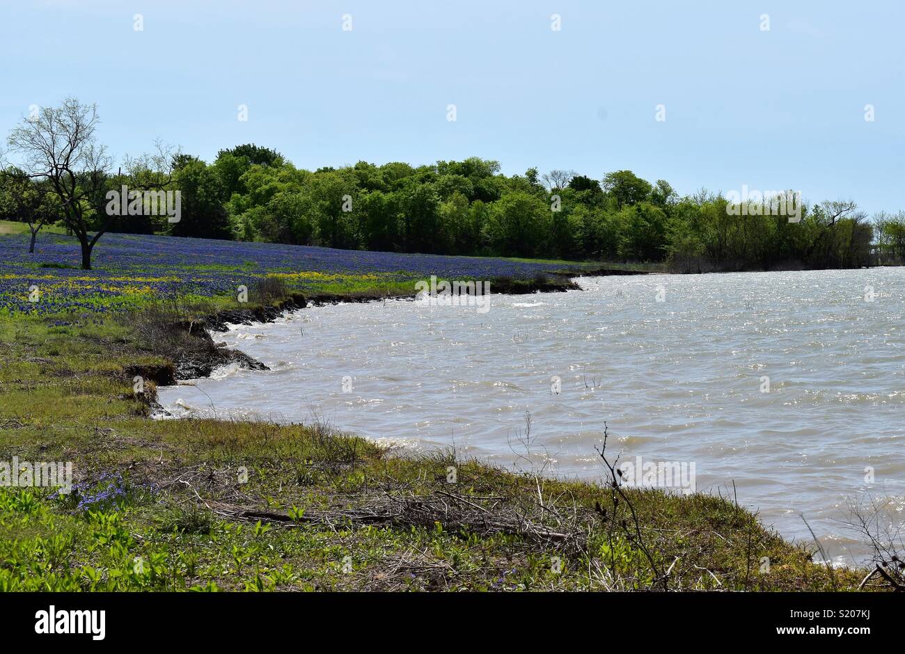Shoreline of Bardwell Lake with Bluebonnets Stock Photo - Alamy