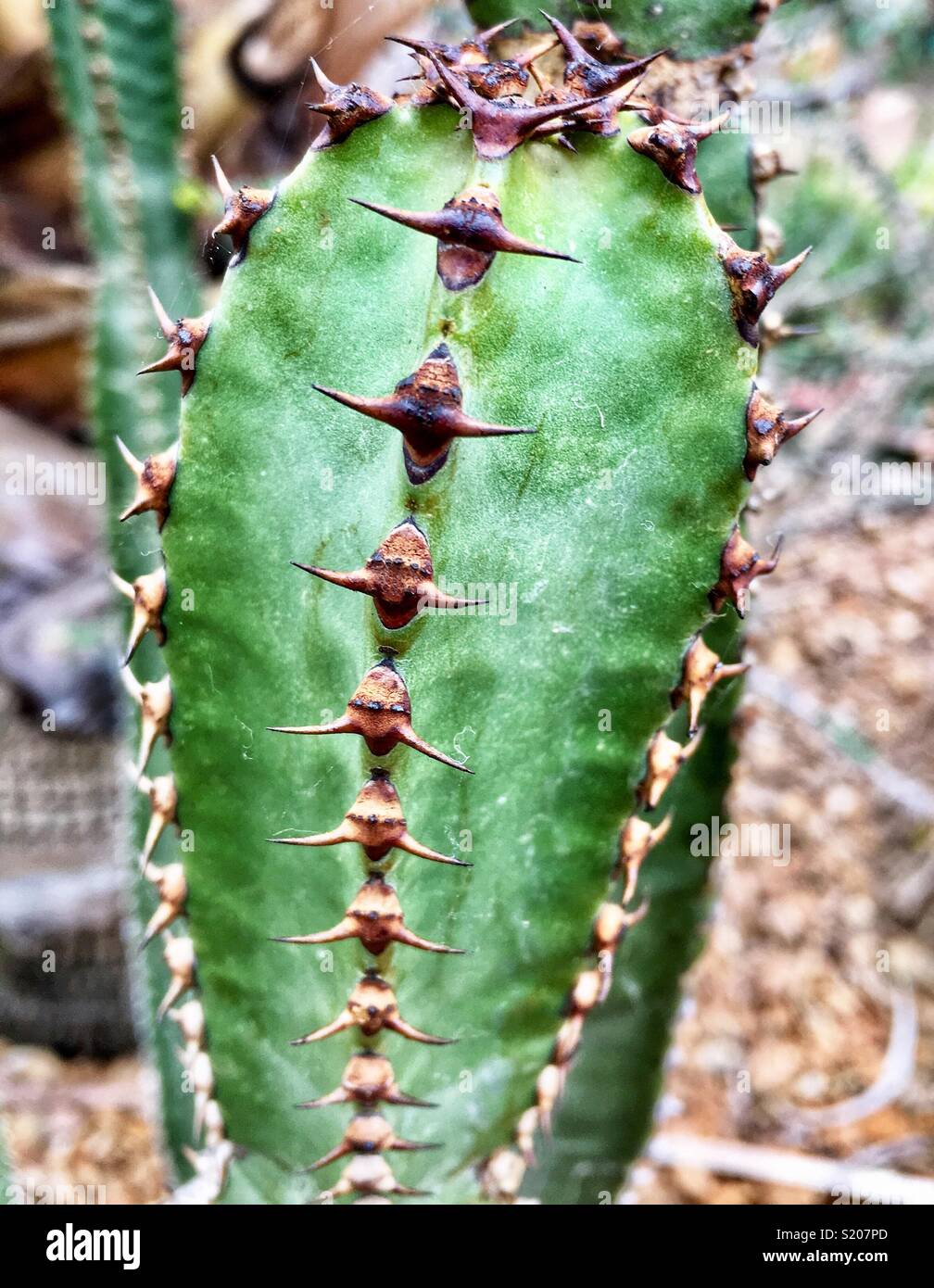Closeup cactus sharp thorns hi-res stock photography and images - Alamy