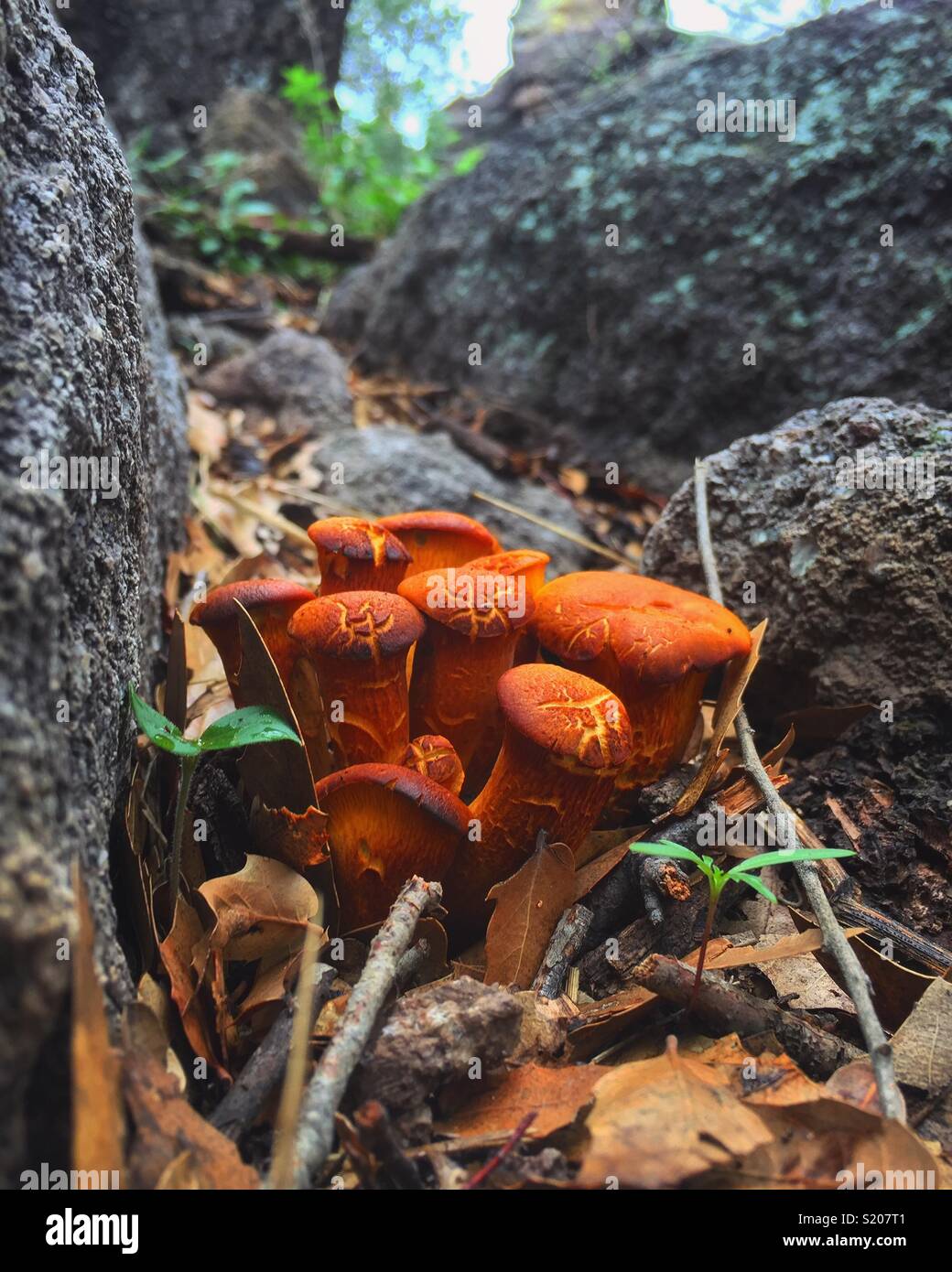 Rocks with fungus hi-res stock photography and images - Alamy
