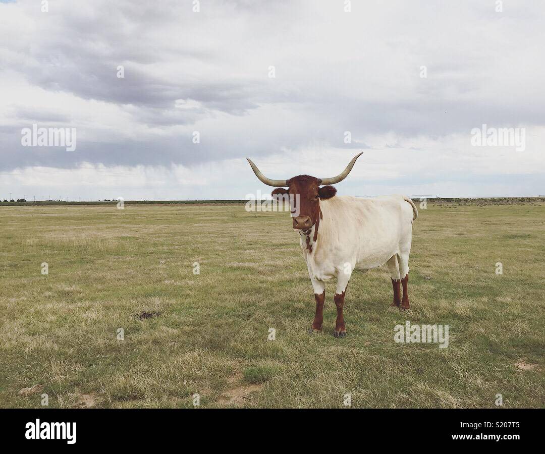 Longhorn grass hi-res stock photography and images - Alamy