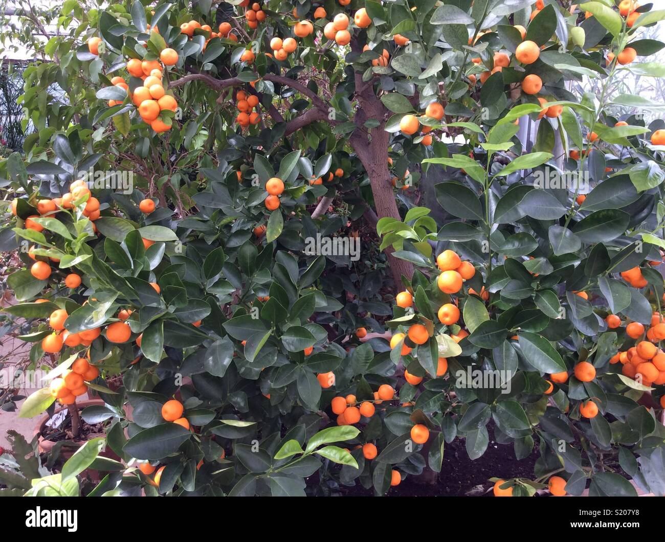 Mandarins fruit hi-res stock photography and images - Alamy
