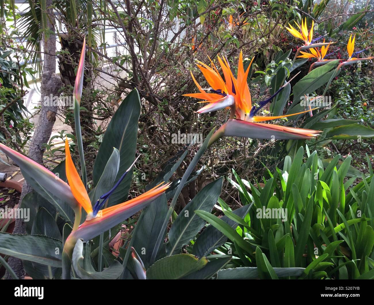 Strelitzia flower hi-res stock photography and images - Alamy