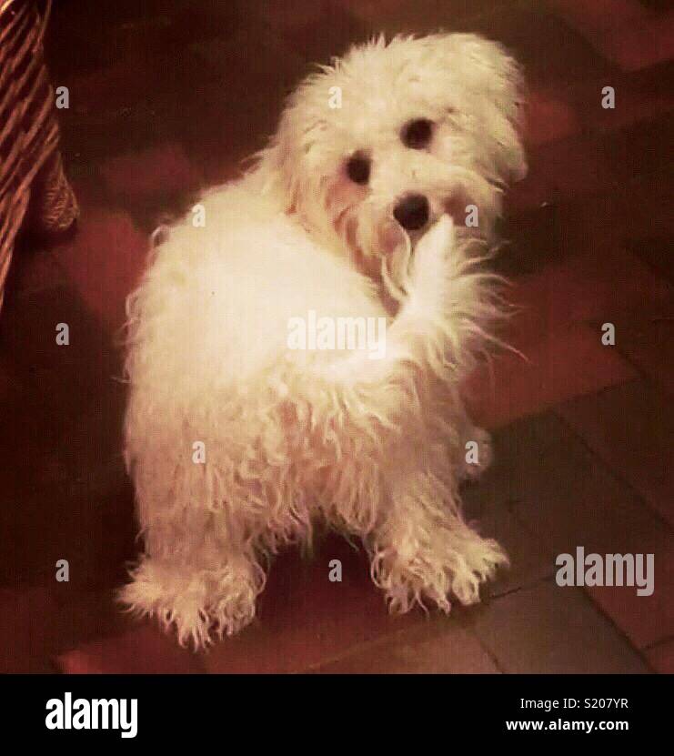 Catch tail hi-res stock photography and images - Alamy