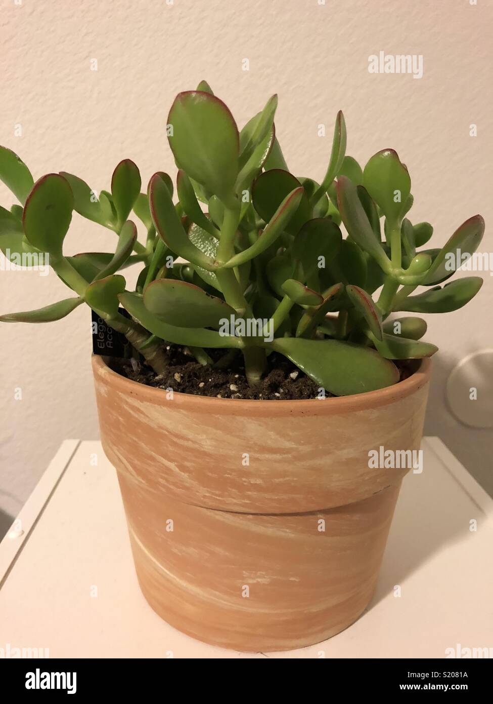 Succulent plants with flowers hi-res stock photography and images - Alamy