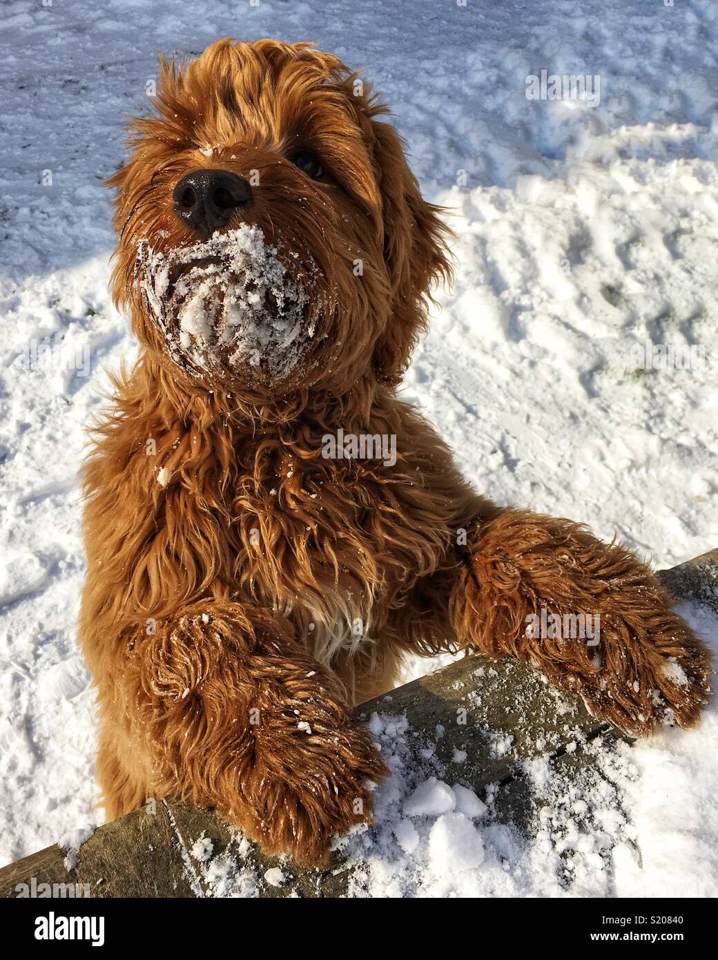 Ginger Cockapoo Puppy High Resolution Stock Photography and Images - Alamy
