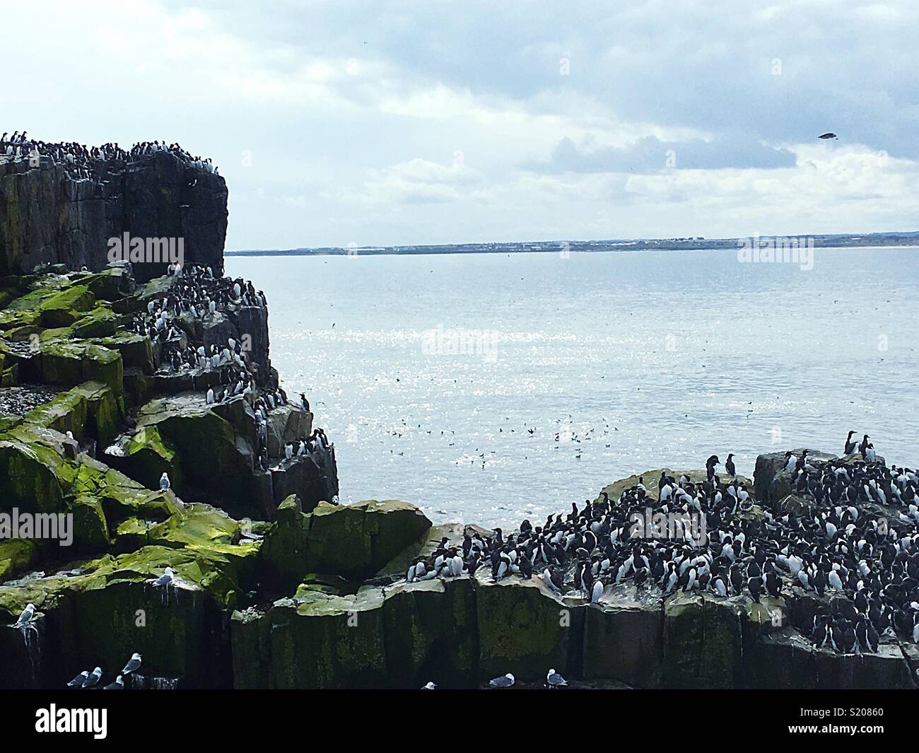 Birds on the edge Stock Photo - Alamy