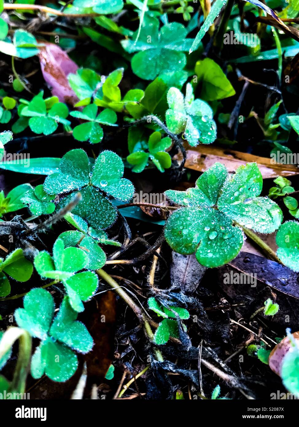 Moisture for spring hi-res stock photography and images - Alamy