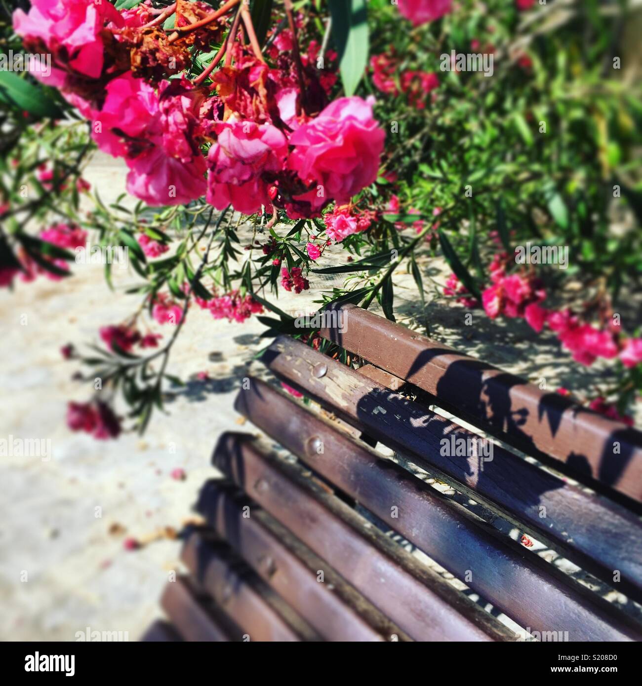 Pretty flowers & park bench Stock Photo - Alamy