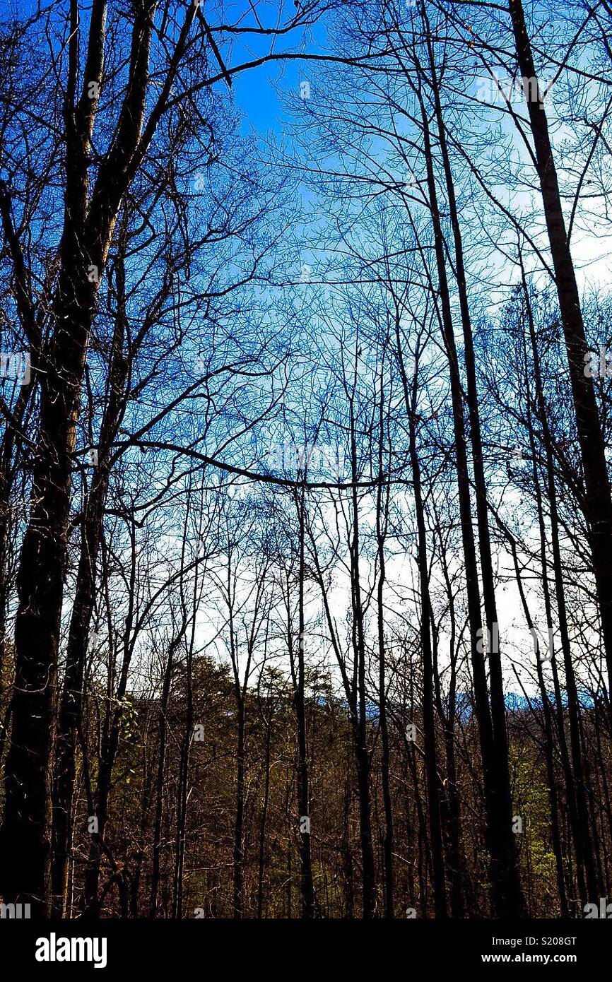 Tiny branches hi-res stock photography and images - Alamy