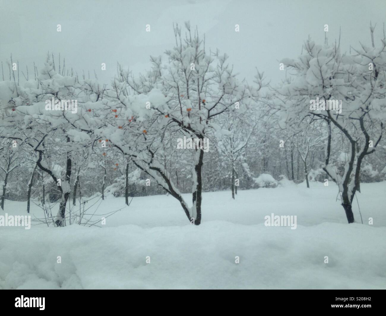 Fruits snow hi-res stock photography and images - Alamy