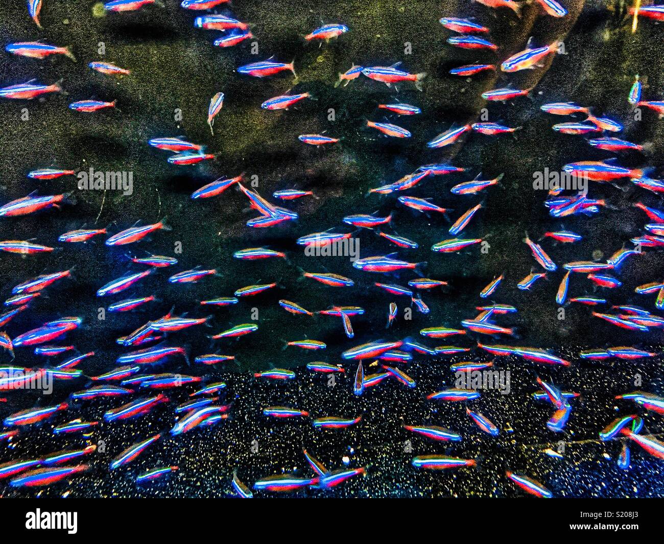 Cardinal Tetras