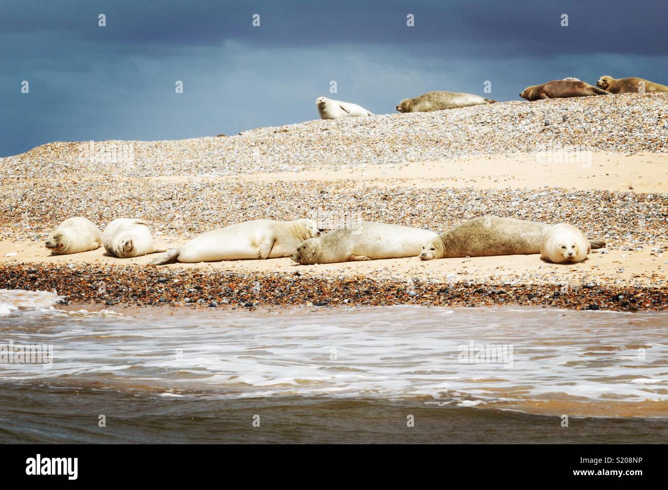 Conservation of seals hi-res stock photography and images - Alamy