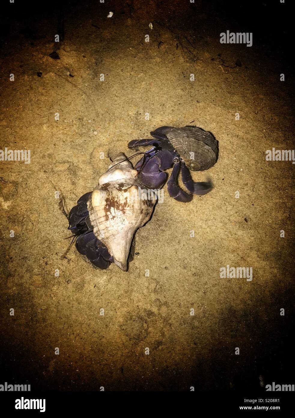 Little crabs at night Stock Photo - Alamy