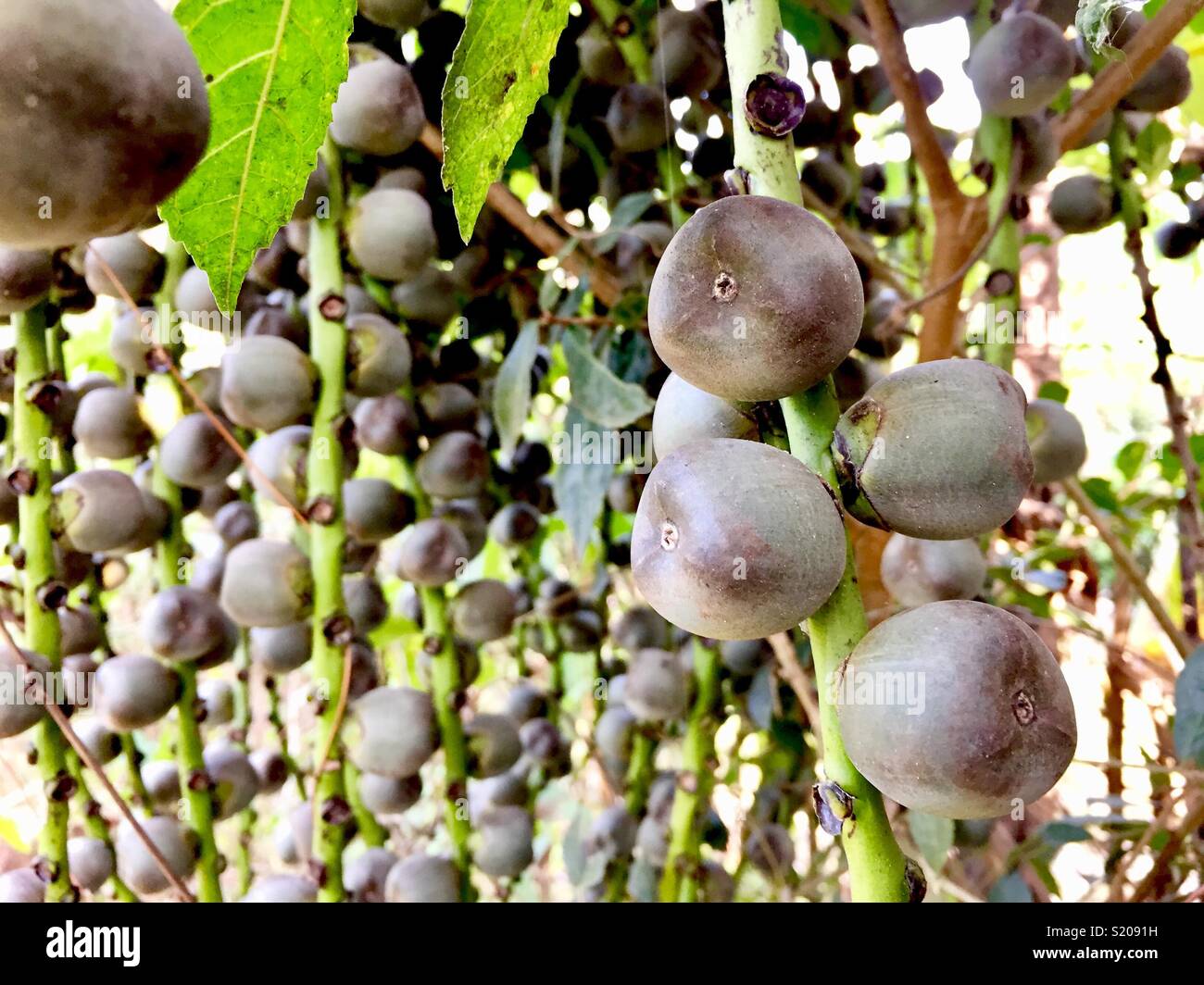 Sugar palm fruit hi-res stock photography and images - Alamy
