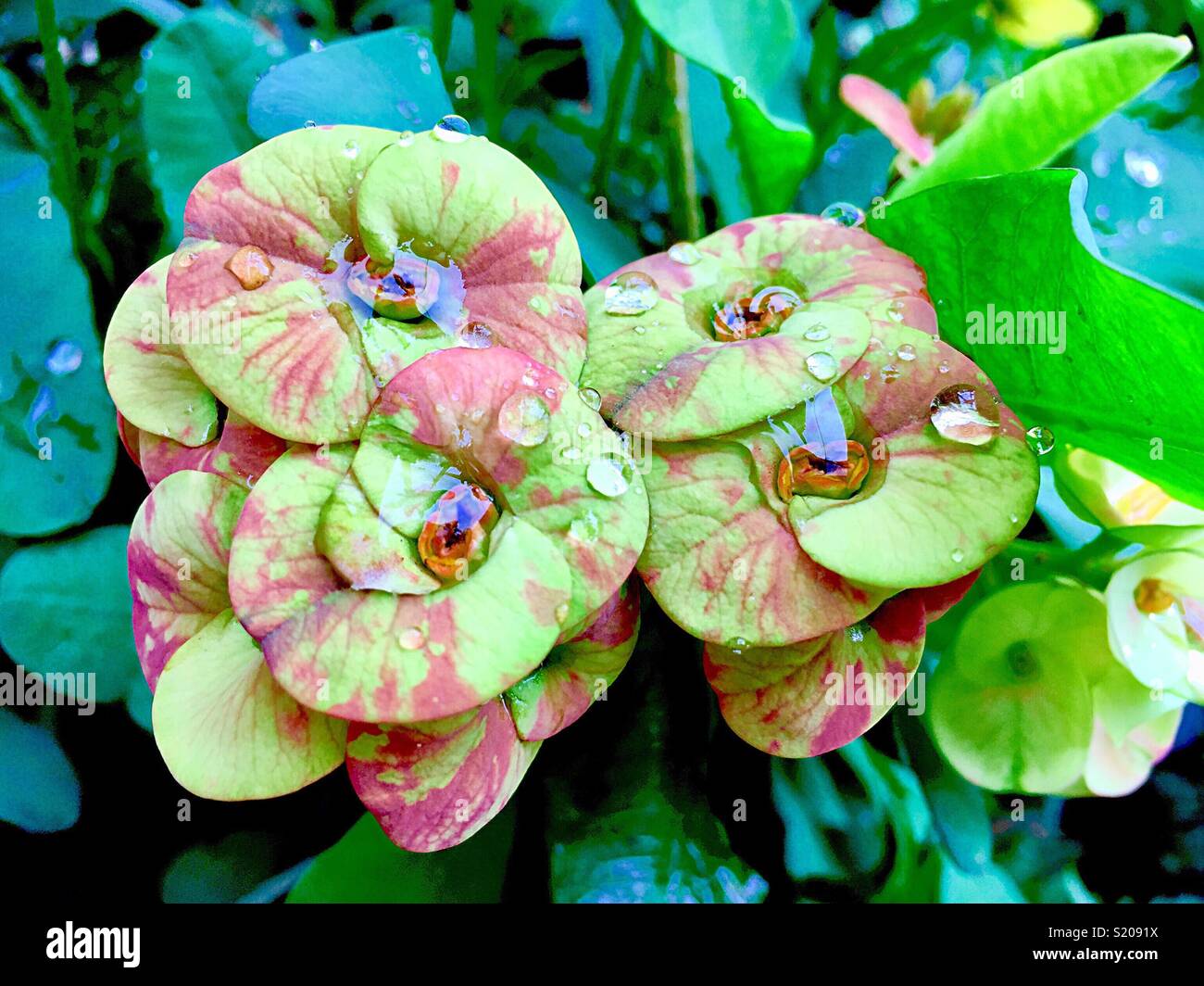 Crown of thorn flower hi-res stock photography and images - Alamy