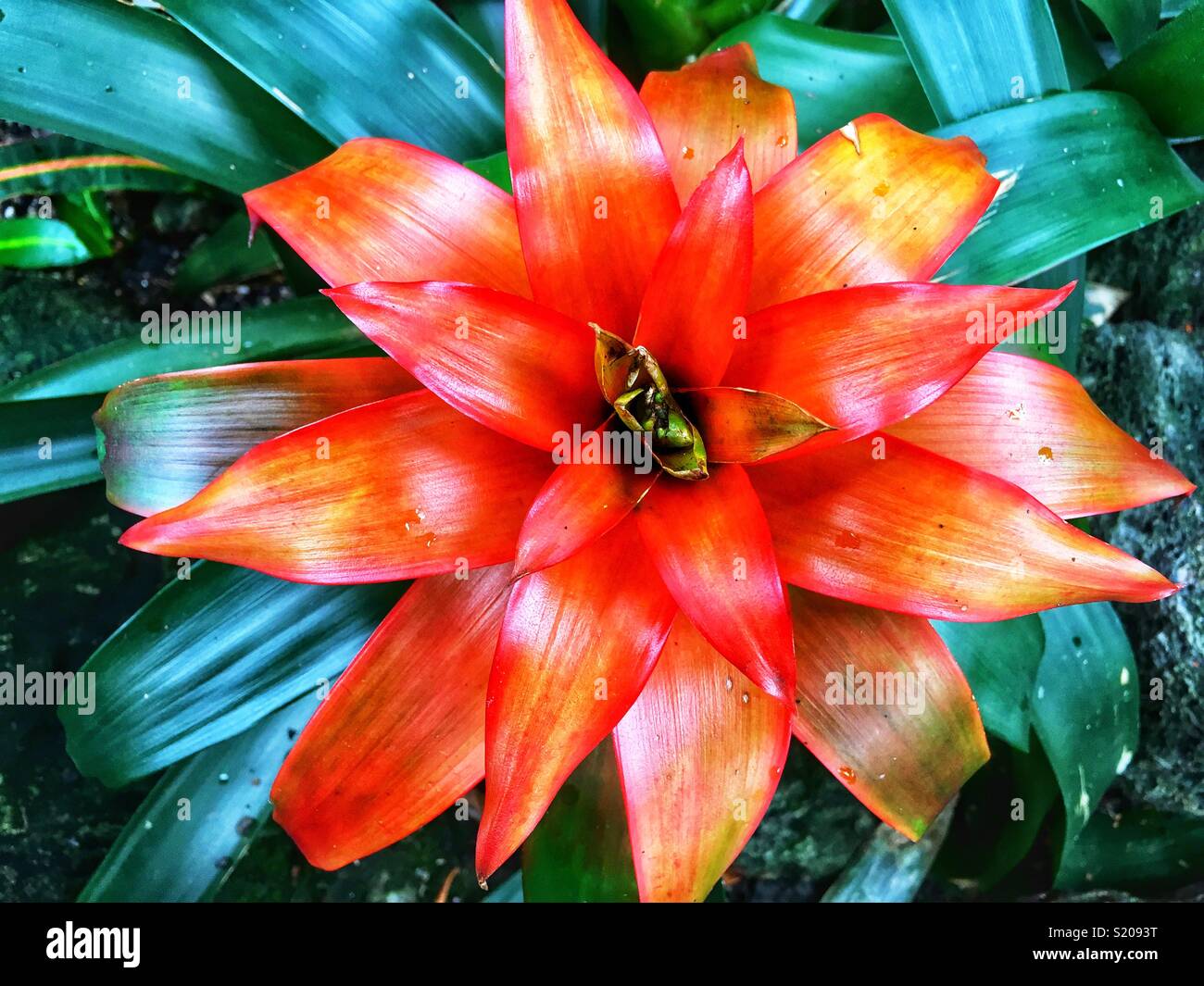 Beautiful orange bromeliad flower Stock Photo - Alamy