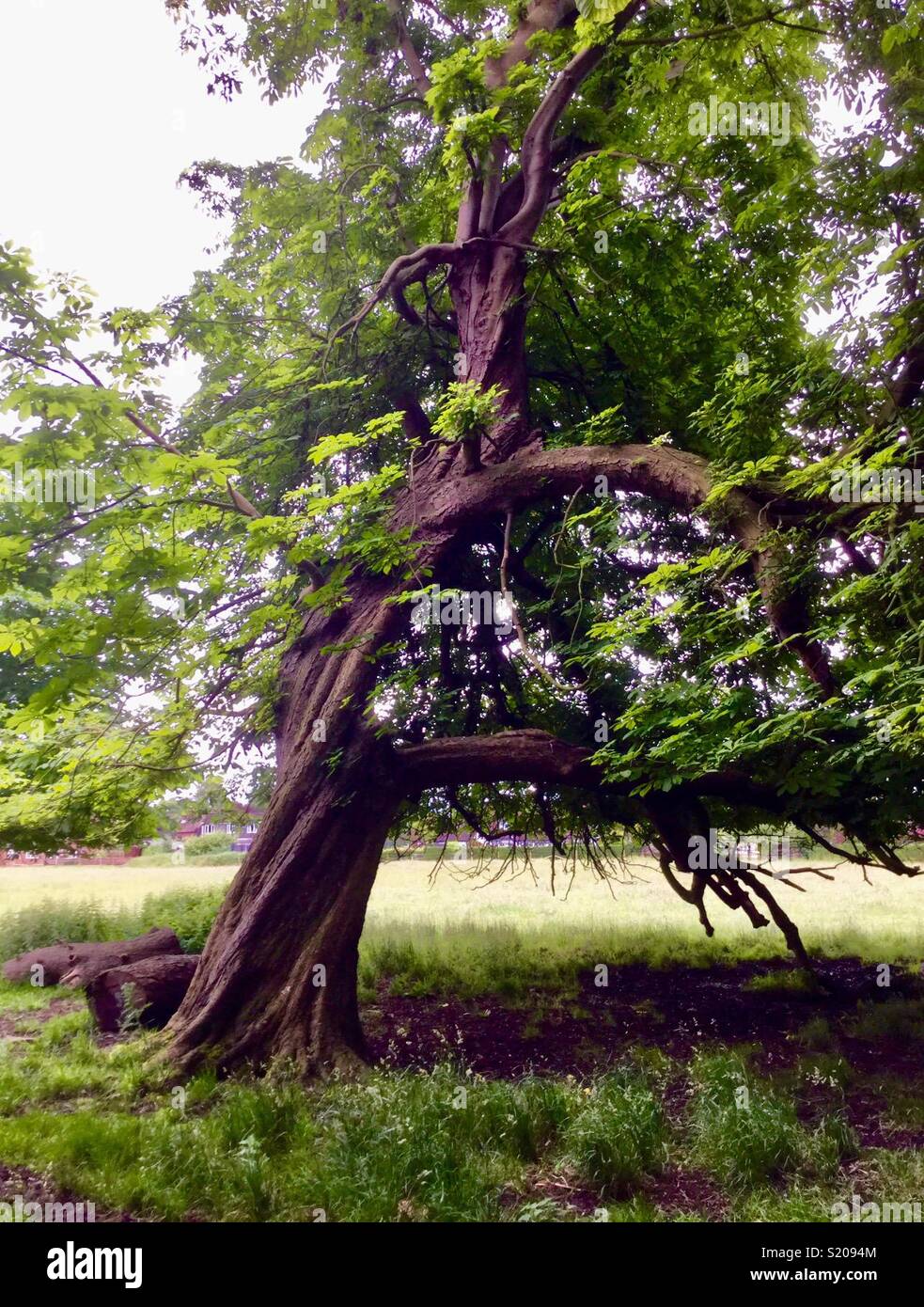 The Twisted Tree Stock Photo - Alamy