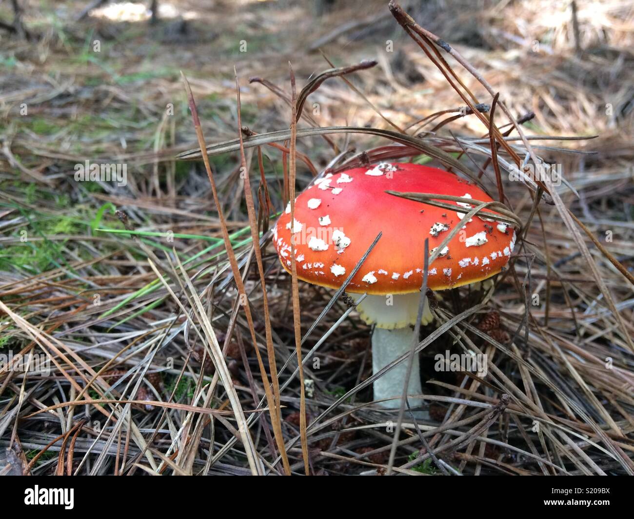 Red capped toadstool Tasmania Australia Stock Photo - Alamy