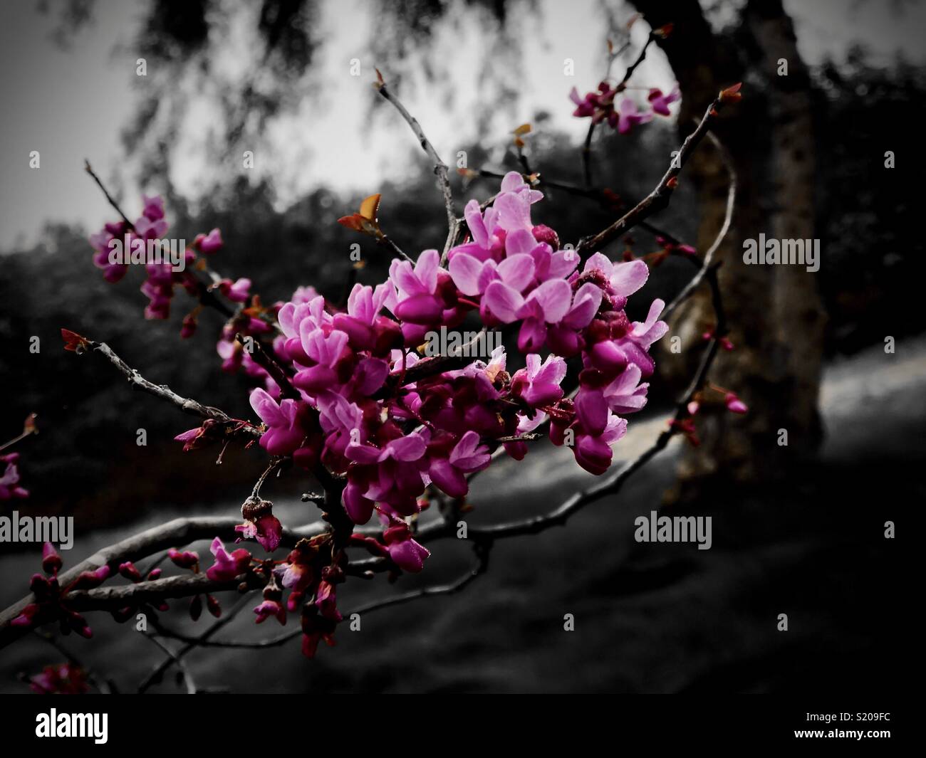 Purps hi-res stock photography and images - Alamy