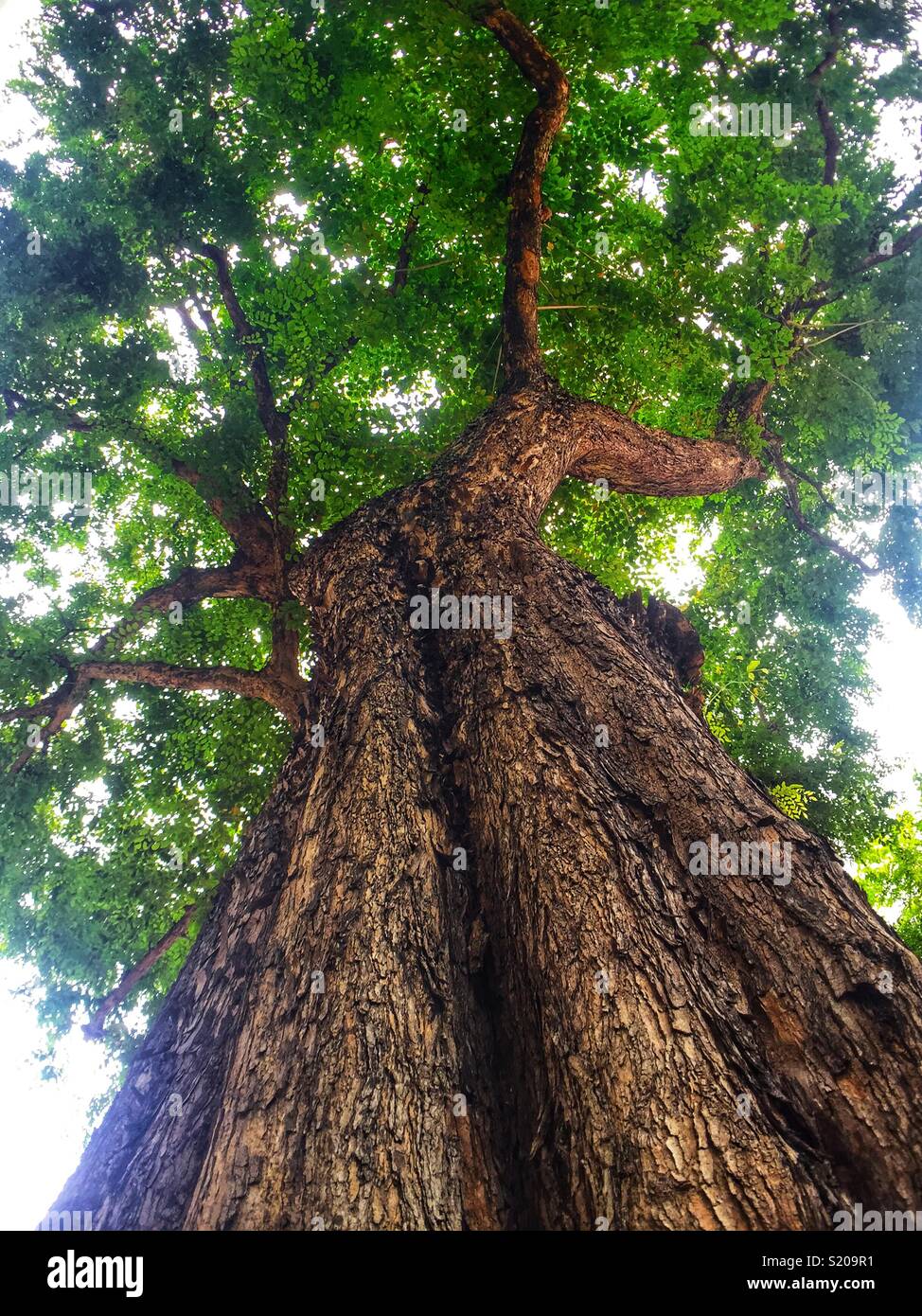 Looking up the trunk and crown of a mature tree. Feelings of strength ...