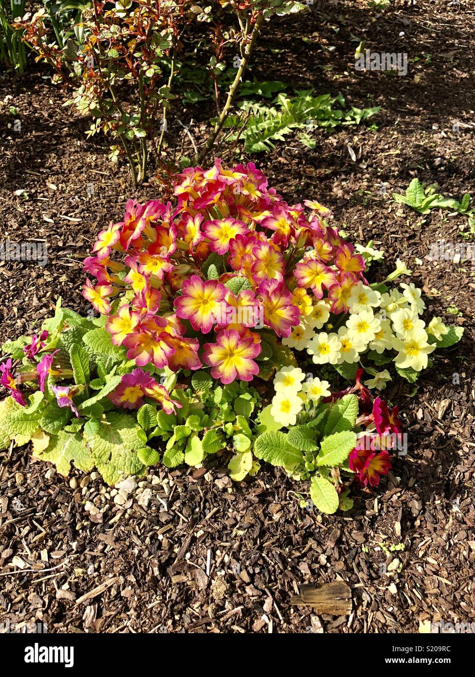 Spring flowes hi-res stock photography and images - Alamy