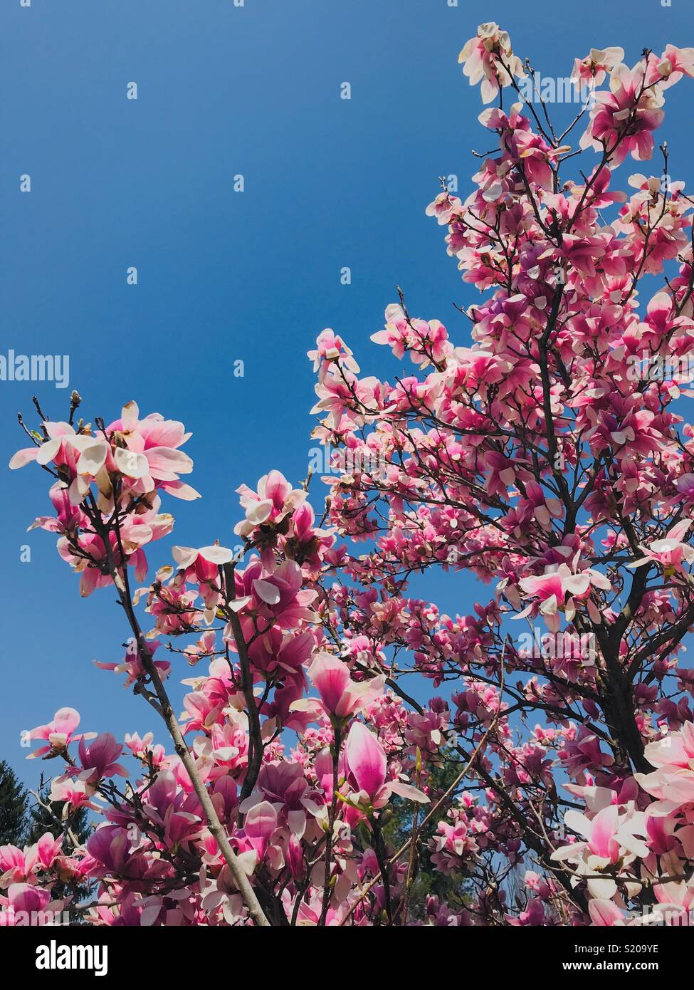 Warm weather tree hi-res stock photography and images - Alamy