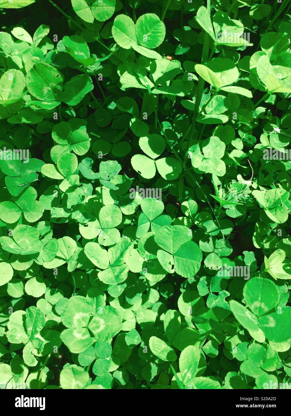 Clover texture hi-res stock photography and images - Alamy