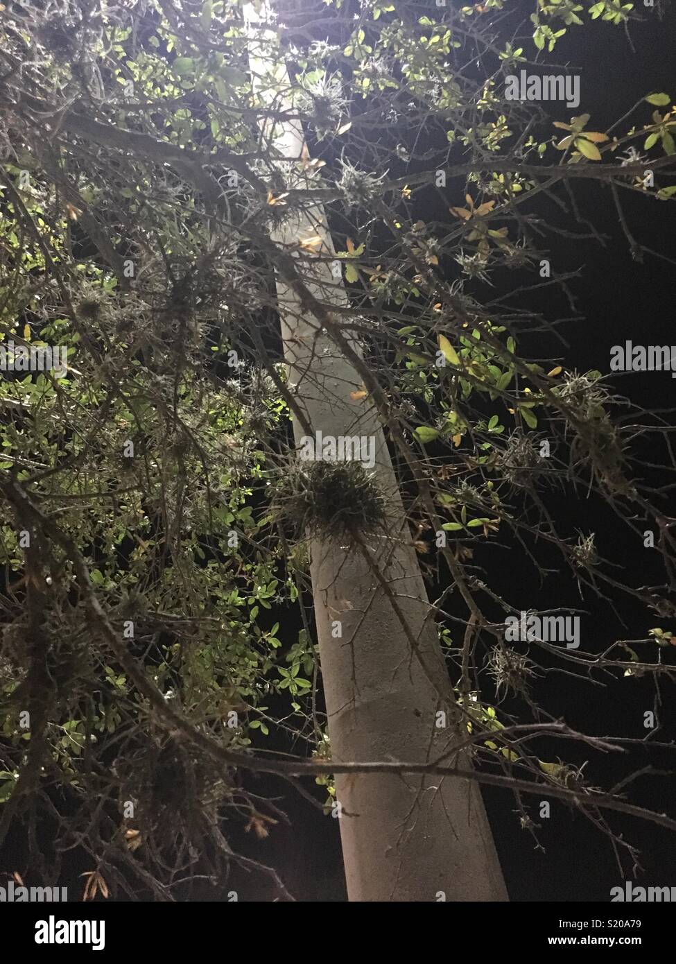 Mossy oak tree hi-res stock photography and images - Alamy