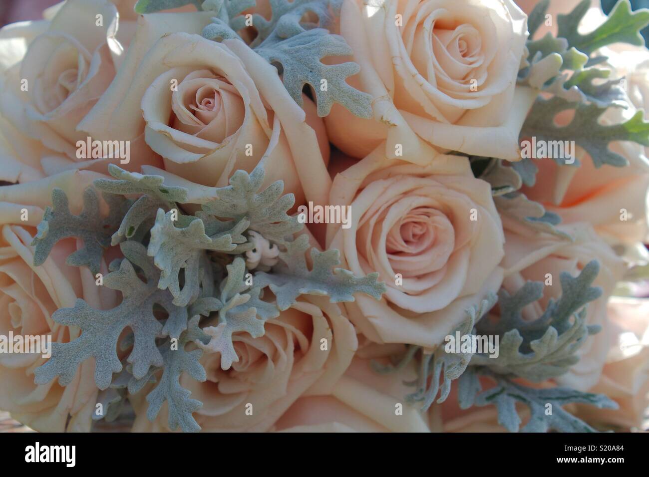 Apricot roses hi-res stock photography and images - Alamy