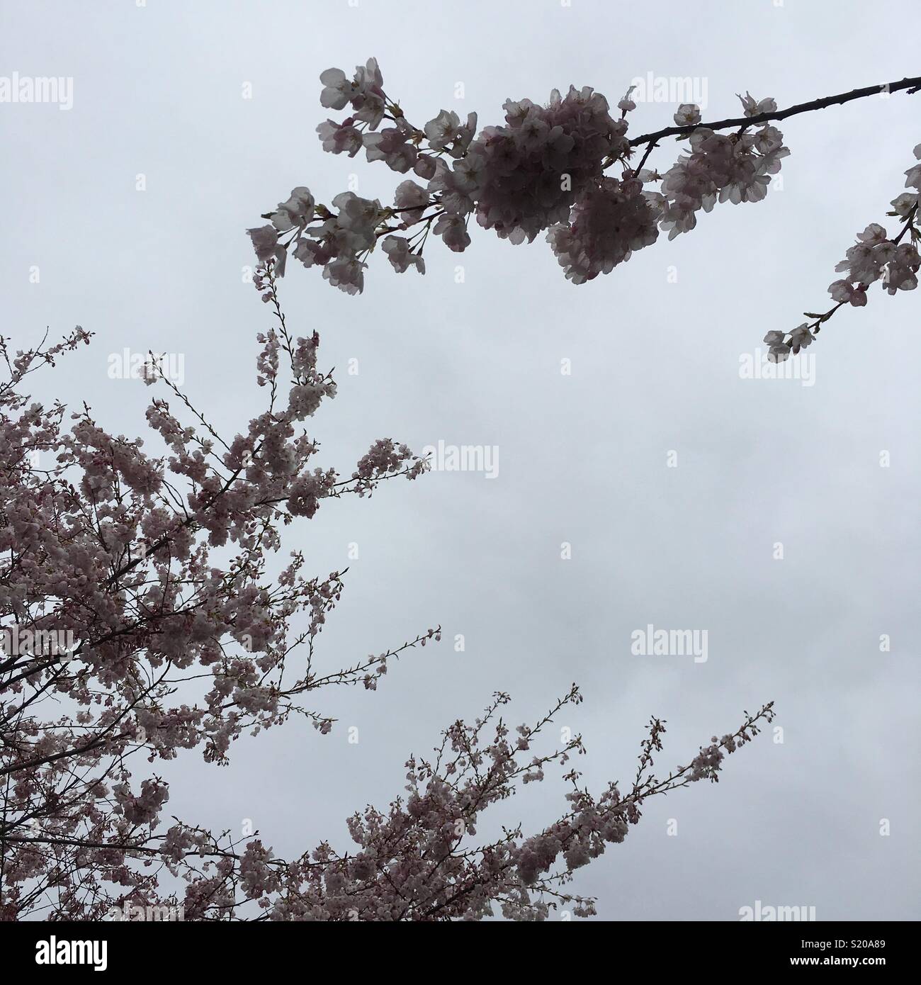 Cherry blossom shadow Stock Photo - Alamy