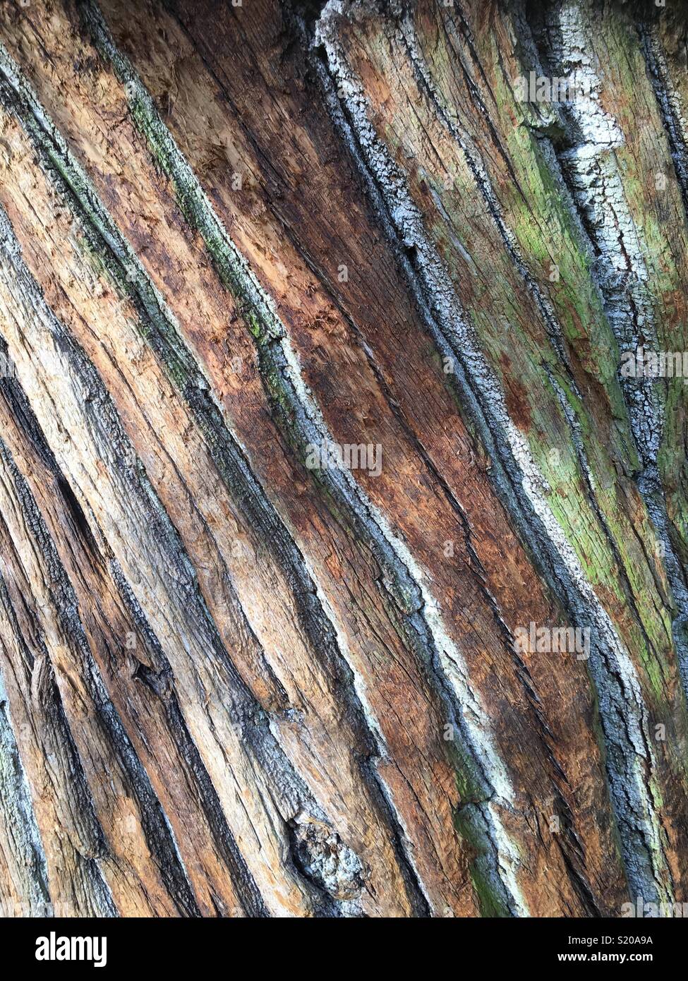 Ancient Sweet Chestnut bark in the Wye Valley near St. Briavels, UK ...