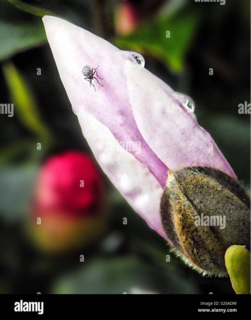 Insect on magnolia with raindrops Stock Photo - Alamy