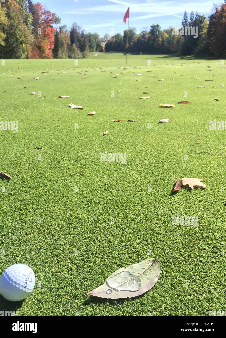 Golf leaves hi-res stock photography and images - Alamy