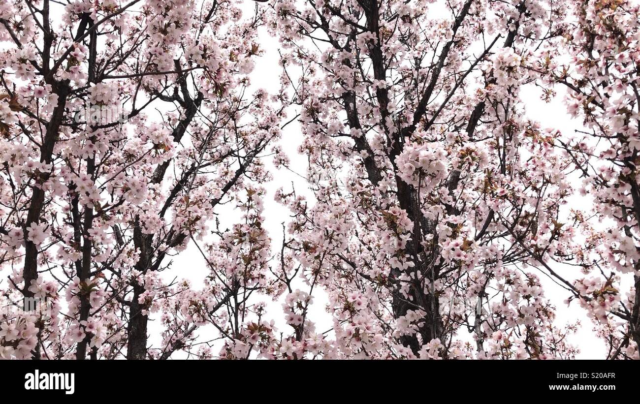 Horizontal image of cherry trees in bloom Stock Photo - Alamy