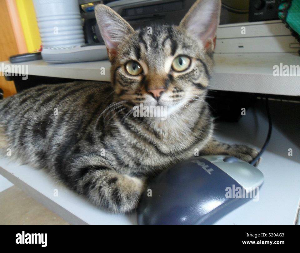 Playing cat and mouse Stock Photo - Alamy